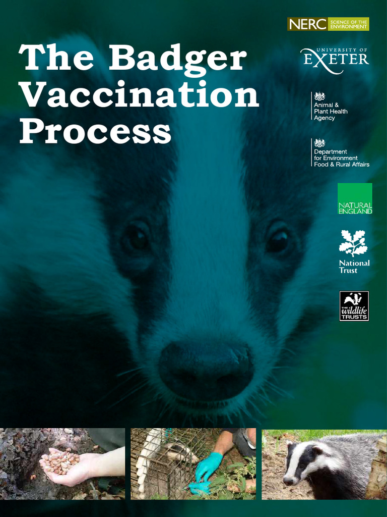Badger-Vaccination-Process-Guide 05.08.20 TB Hub | PDF | Tuberculosis | Vaccines
