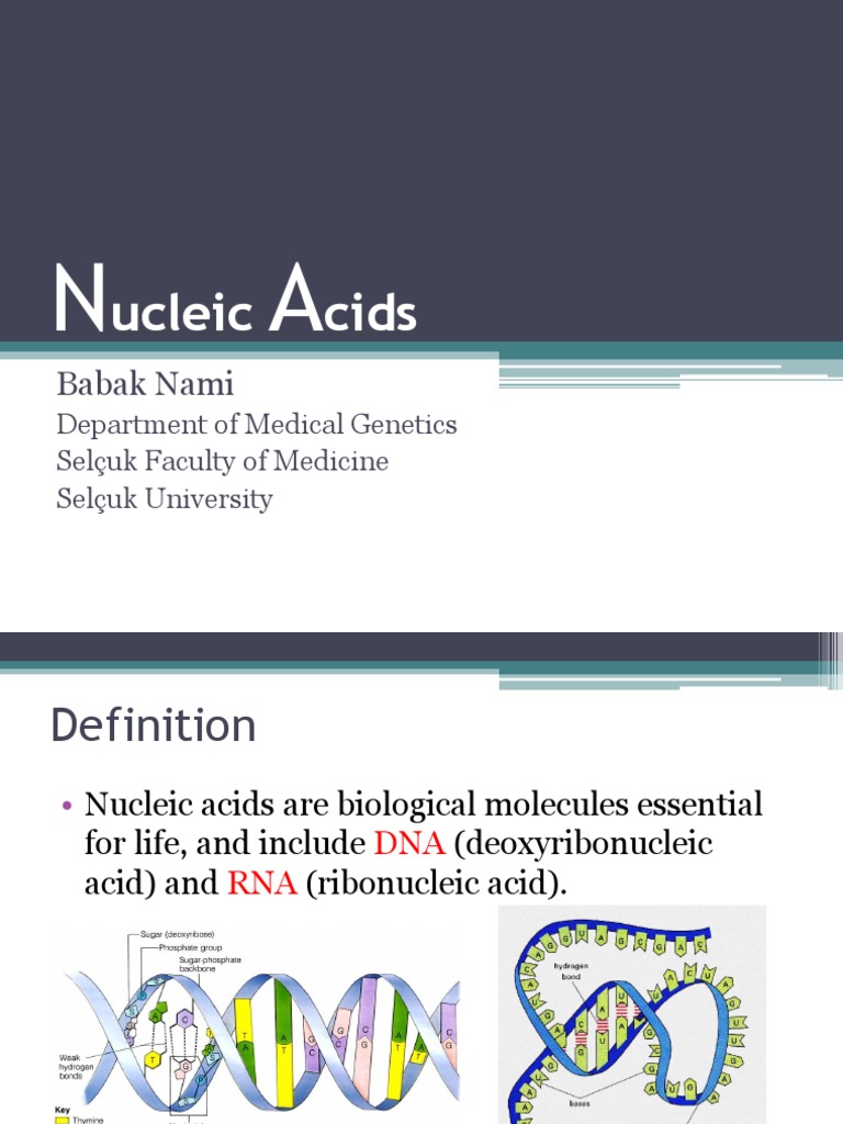 Nucleic Acids | PDF | Messenger Rna | Rna