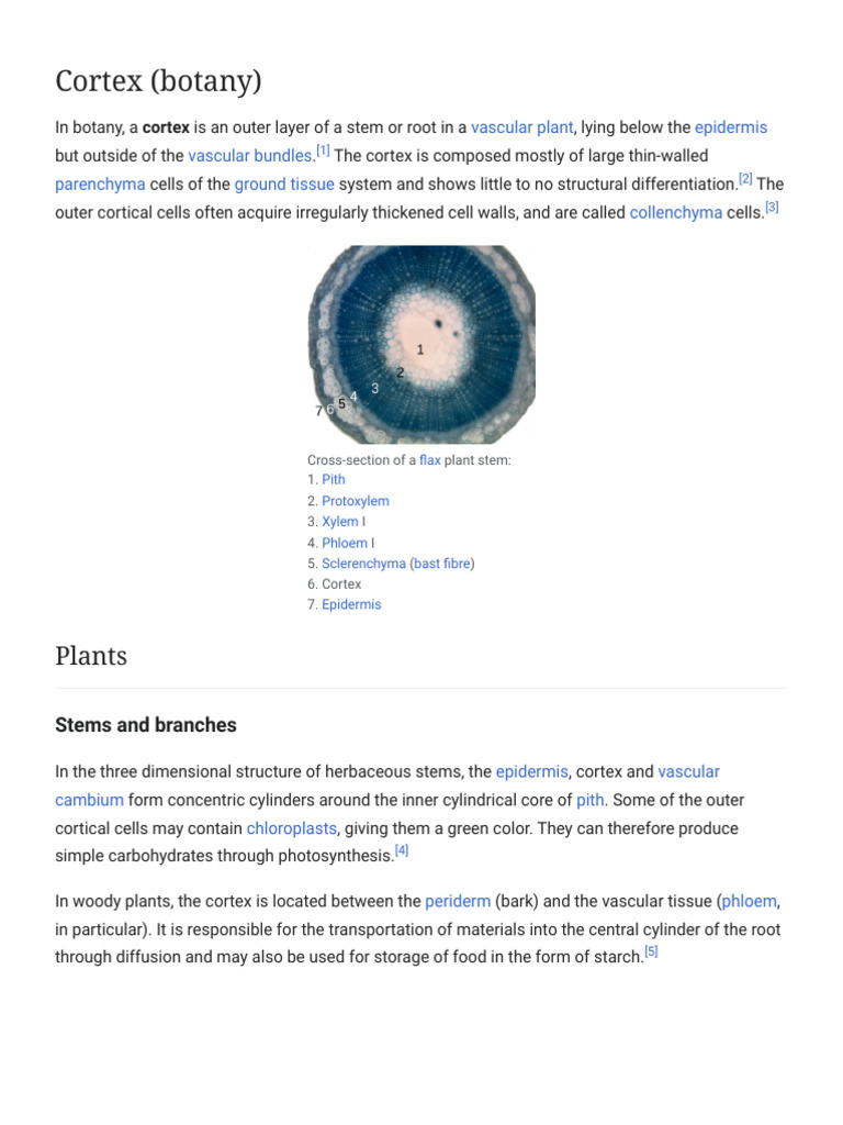 Cortex (Botany) | PDF | Plant Stem | Morphology (Biology)