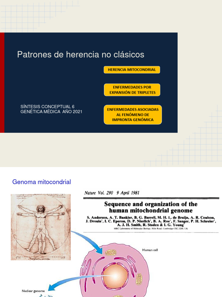 SG6 Genética 2021 | PDF | Adn mitocondrial | Mitocondria