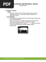 Identifying and Classifying Swine Breeds | PDF | Pig | Livestock