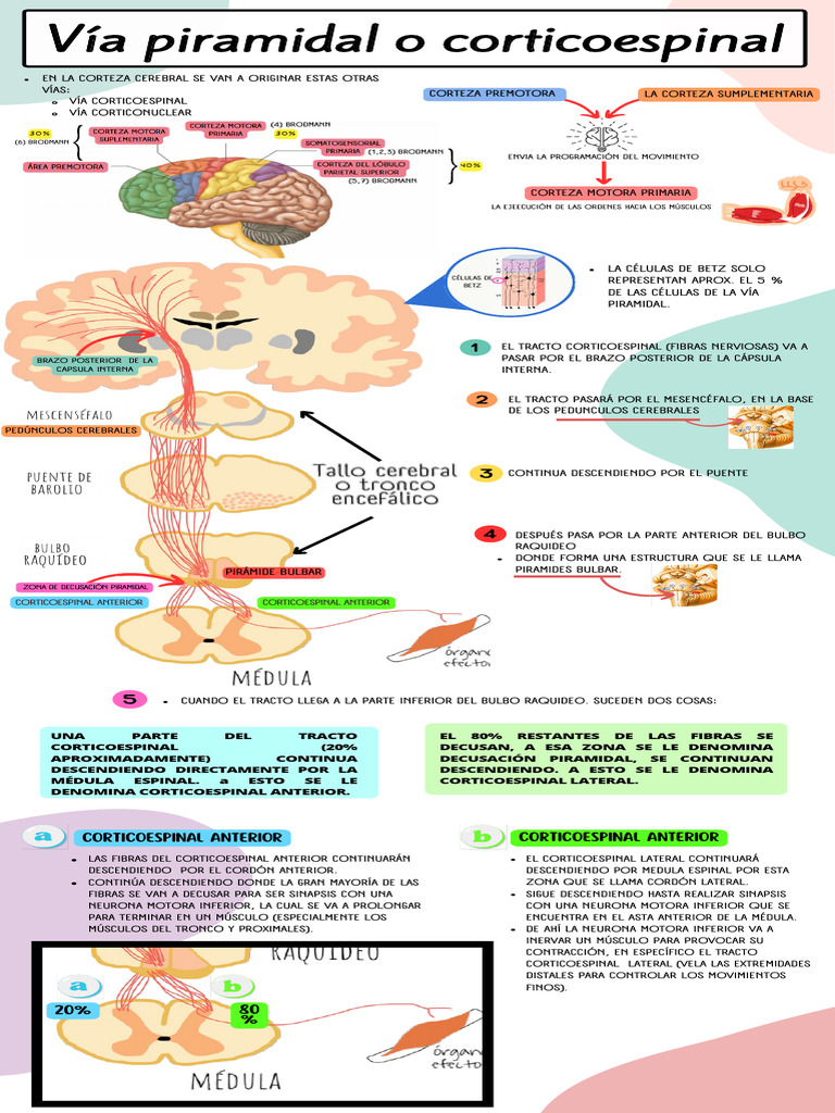 Via Piramidal y Extrapiramidal | PDF | Neurona motora | Sistema nervioso