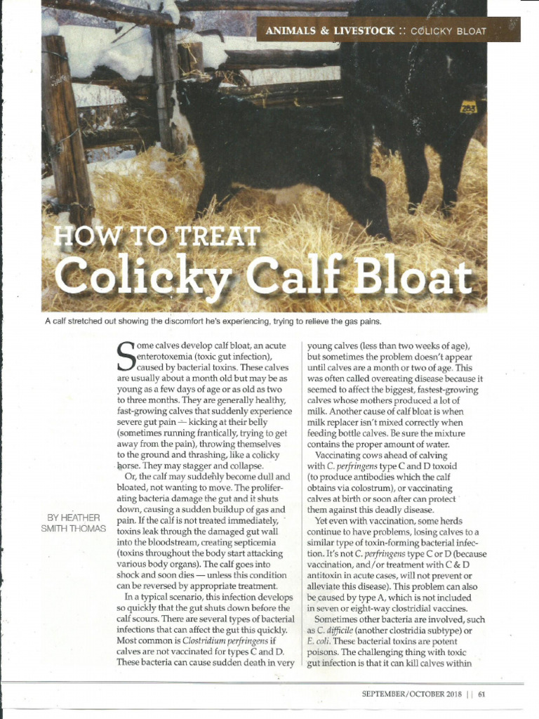 How to Treat Colicky Calf Bloat | PDF