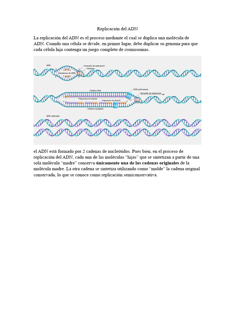 Replicación del ADN | PDF | Replicación De Adn | Adn