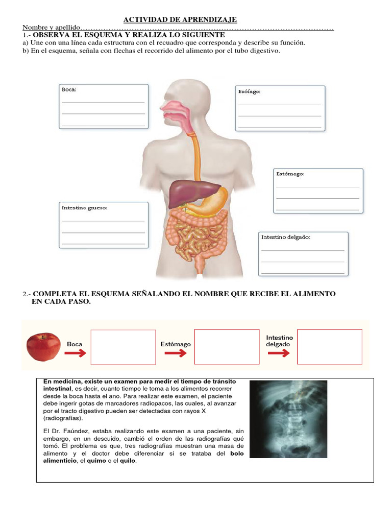 Actividad Sistema Digestivo | PDF | Enzima | Proteínas