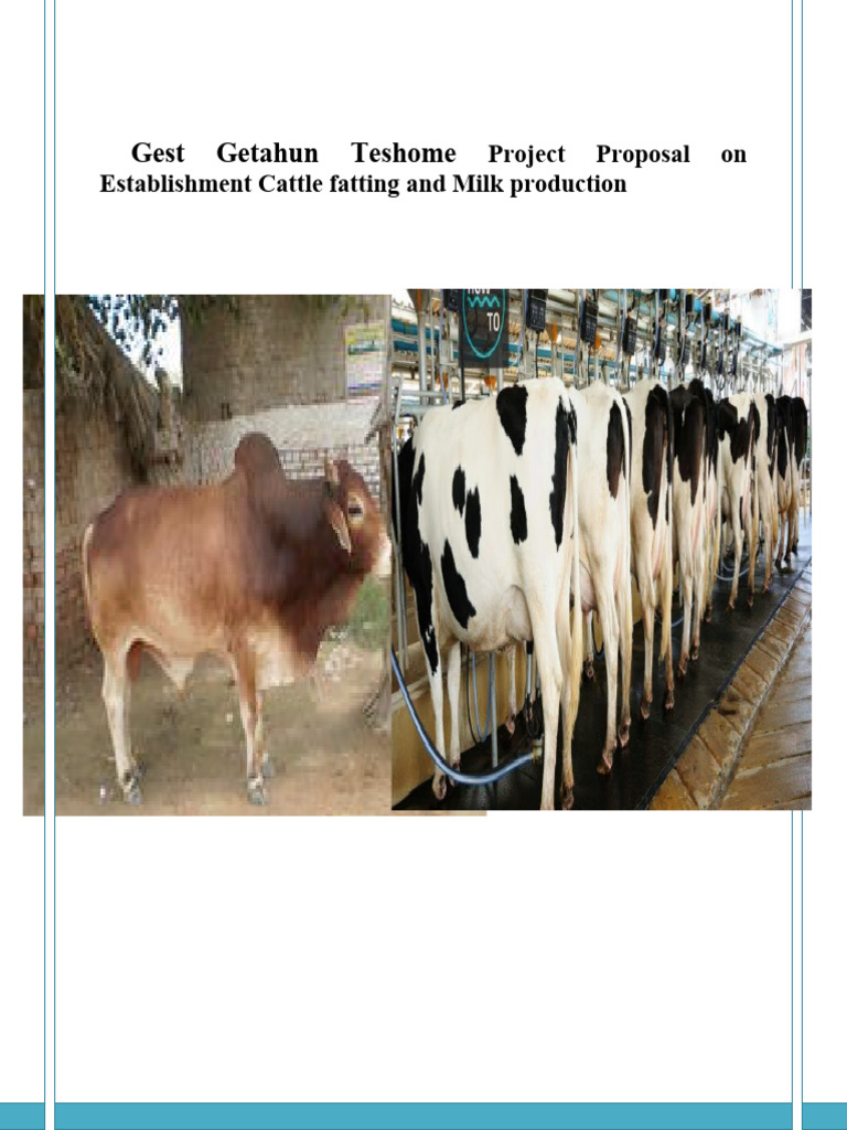 BP of Cattle Fatting Milk Prodact | PDF | Malnutrition | Ethiopia