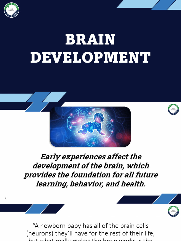 Brain Development | PDF | Brain | Breastfeeding