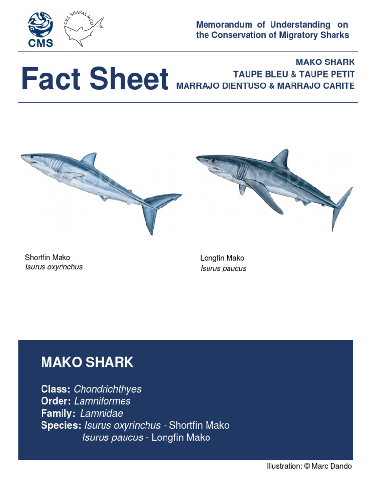 Mako Shark | Download Free PDF | Sharks | Fish