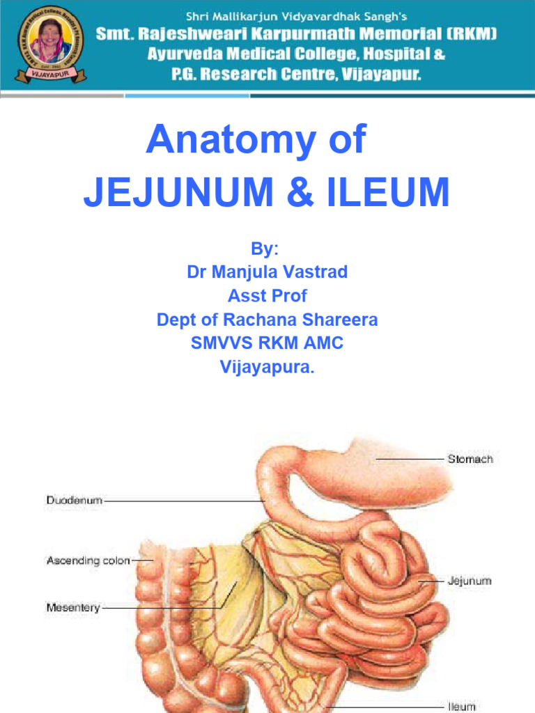Anatomy of Jejunum and Ileum | PDF | Small Intestine | Vein