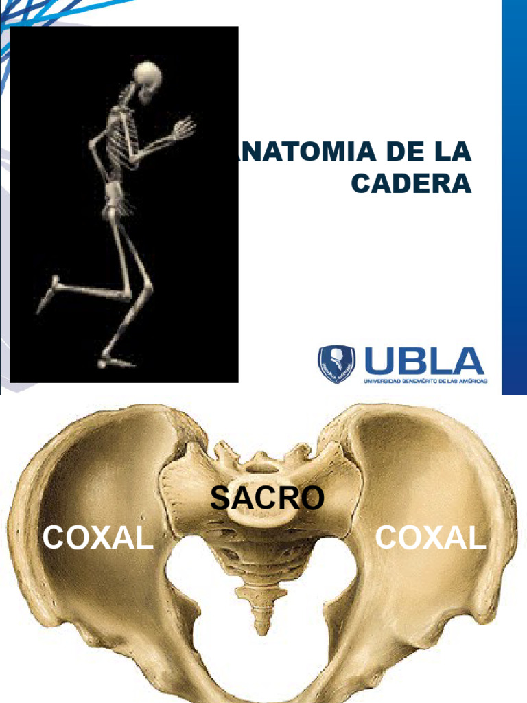 Anatomía de la Cadera y Rodilla | PDF | Rodilla | Pelvis