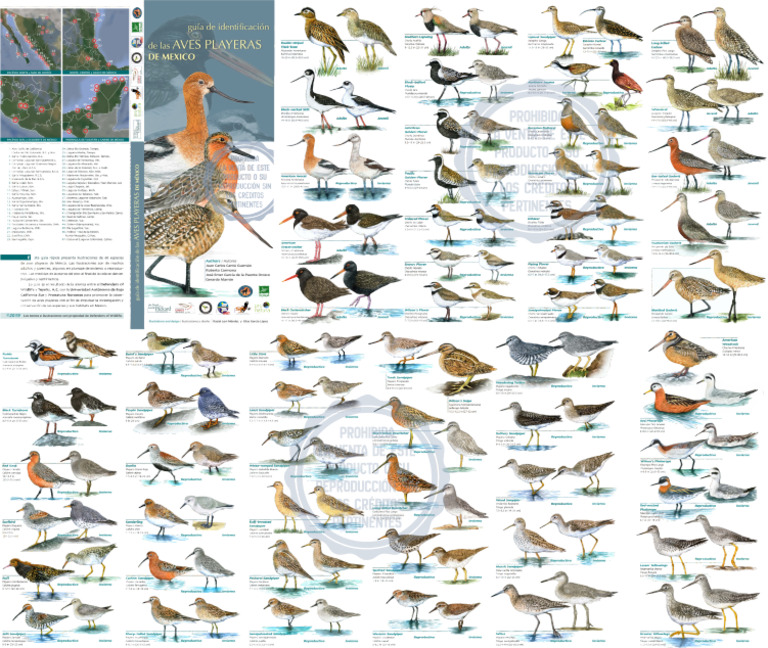 Guia de Aves Playeras | PDF