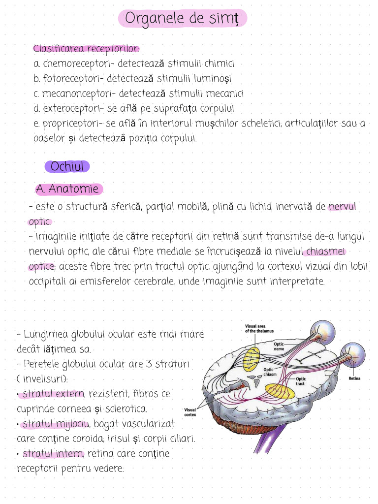 Organele de Simț 2 | PDF