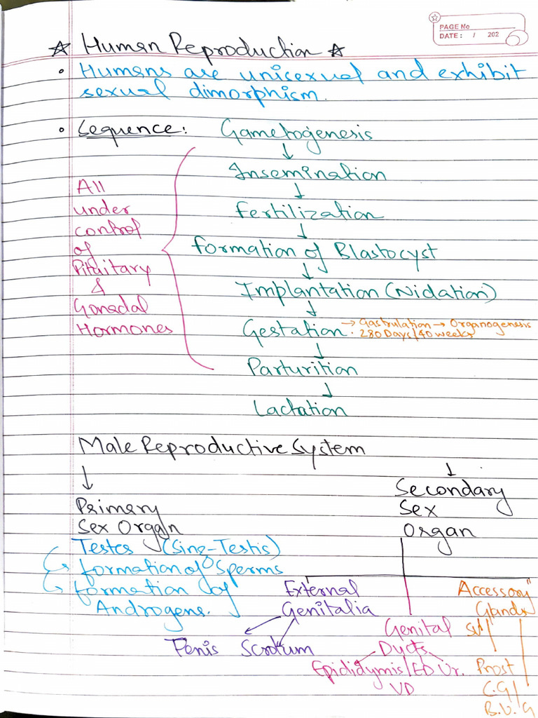 Male Reproductive System | PDF | Luteinizing Hormone | Mammal ...