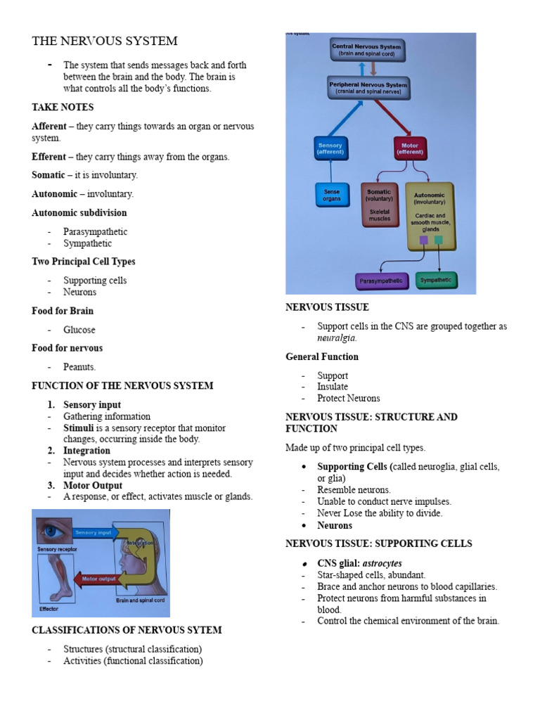 Nervous System | PDF | Action Potential | Brainstem