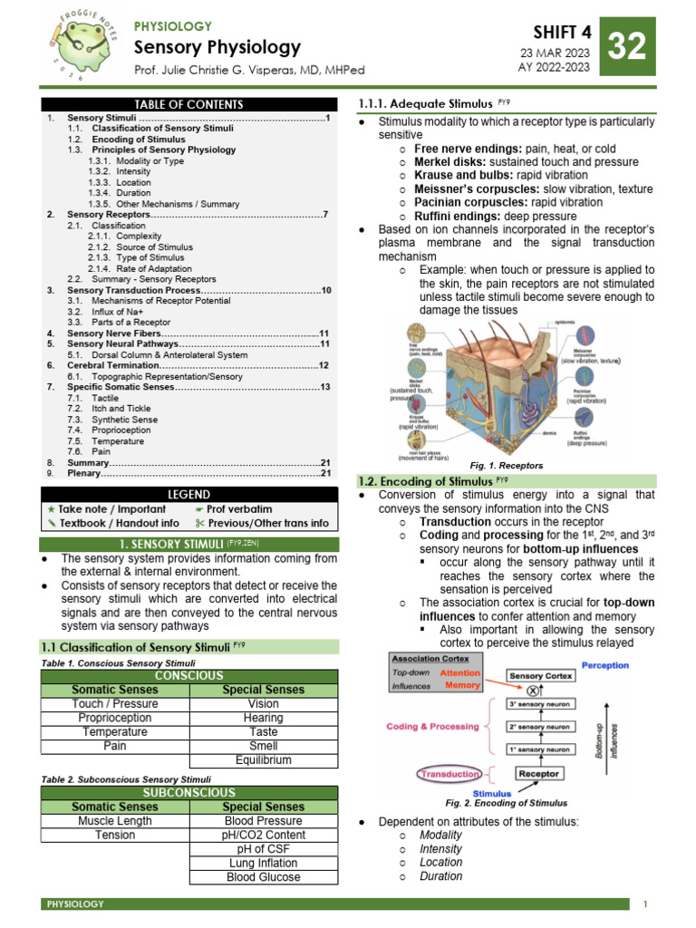 (PHY) 32 Sensory Physiology (v.2) | PDF | Stimulus (Physiology) | Somatosensory System