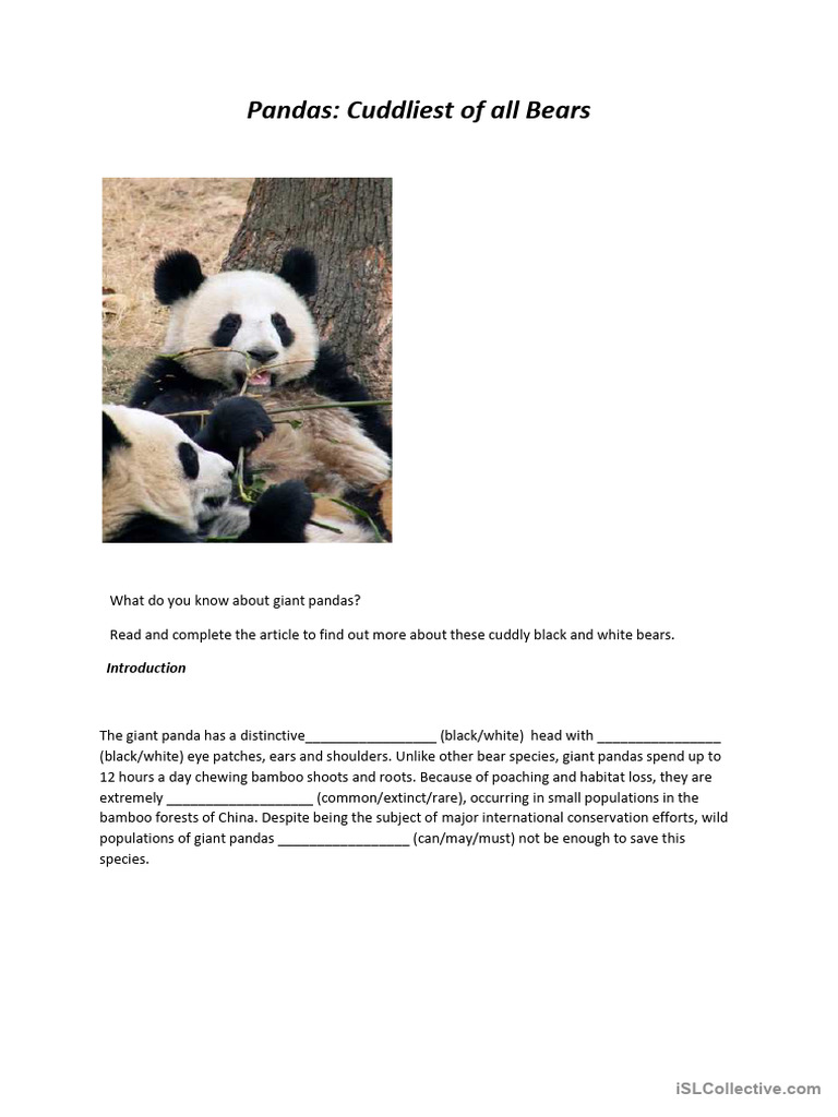 Pandas - Cuddliest of All Bears | PDF | Giant Panda | Bears