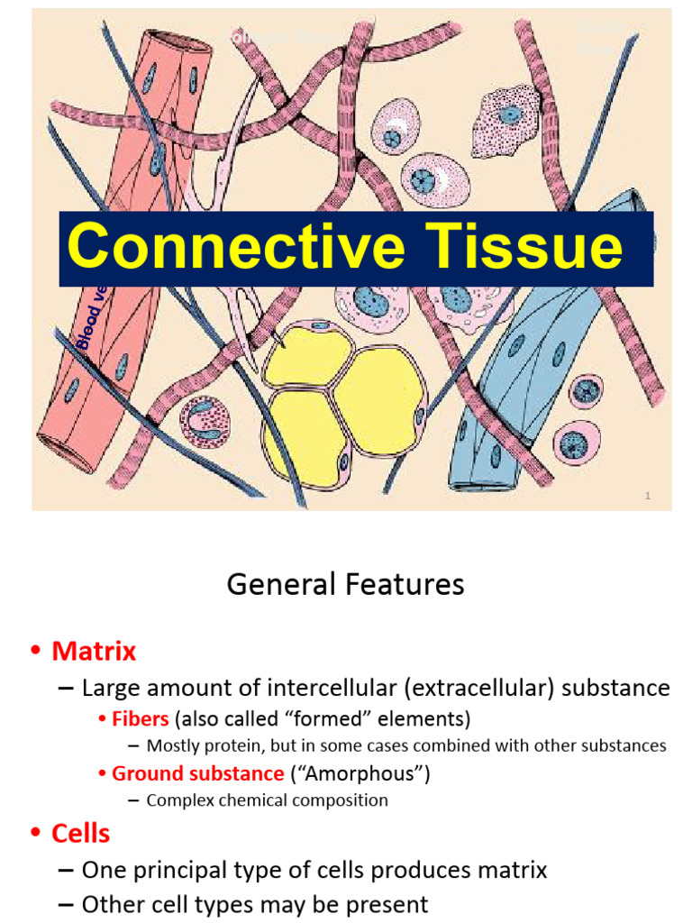 Connective Tissue R | PDF | Collagen | Extracellular Matrix