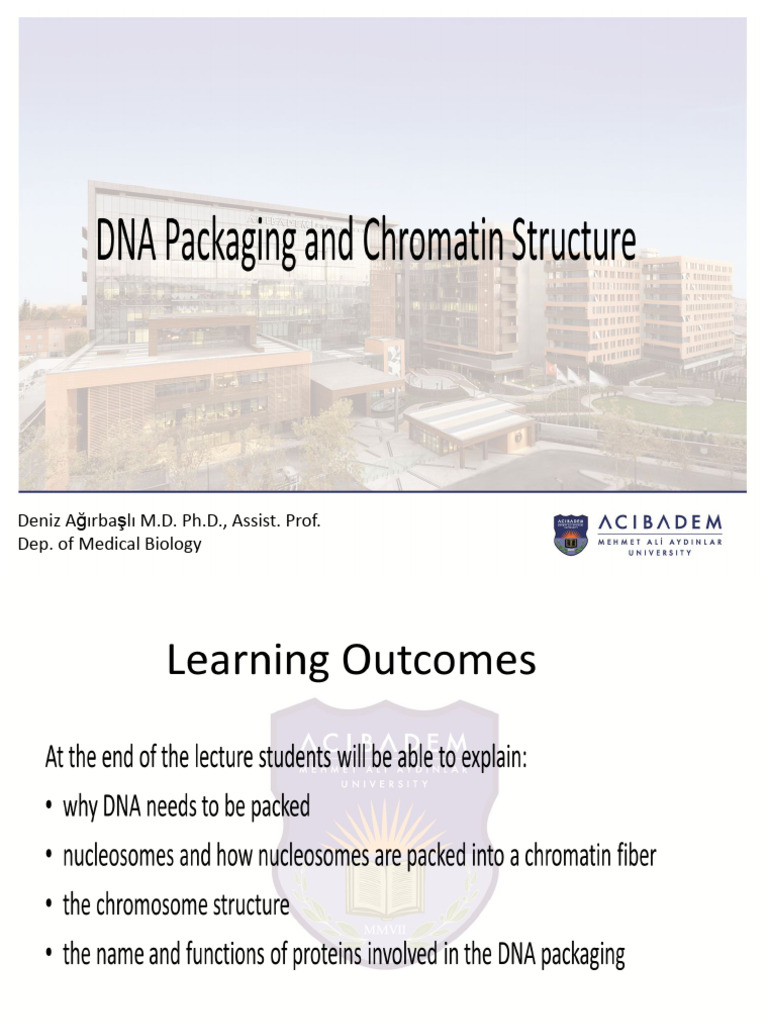 DNA Packaging and Chromatin Structure | PDF | Histone | Chromatin