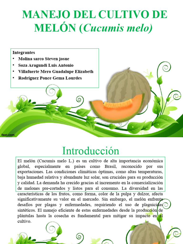 Cultivo y Manejo del Melón: Guía Completa | PDF | Riego | Cosecha