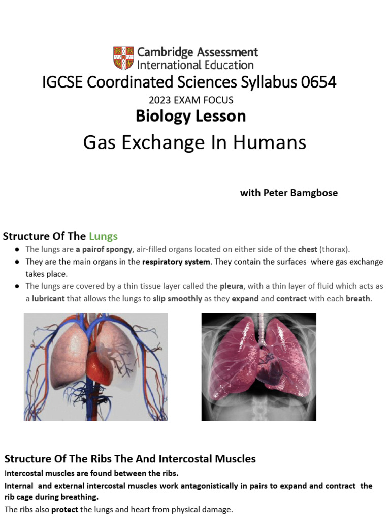 Gas Exchange in Humans CAIE Biology IGCSE | PDF | Breathing | Lung