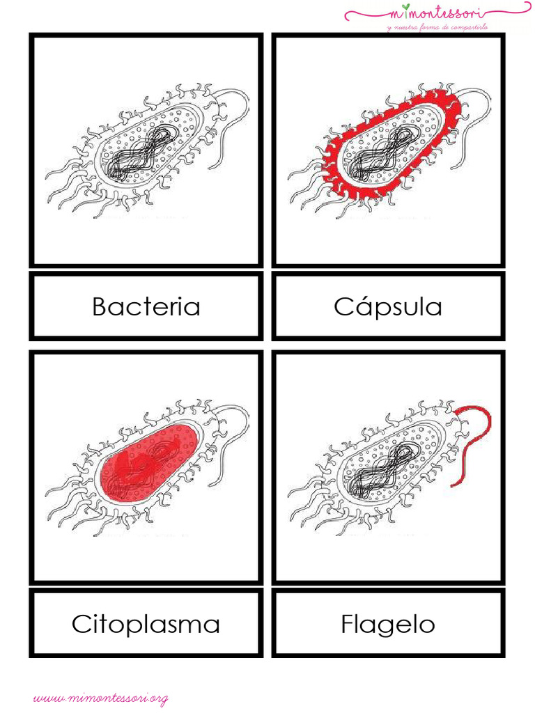 estructura-de-la-bacteria-letra-imprenta | Descargar gratis PDF | Citoplasma | Biología Celular)