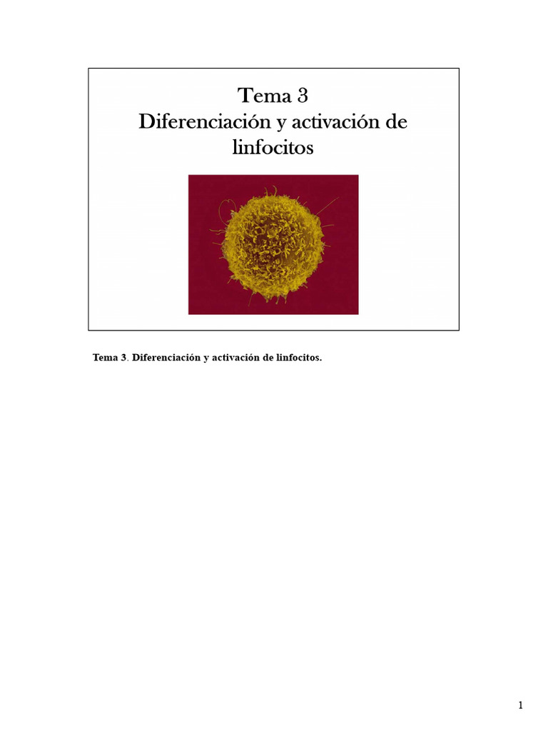 Tema 3 Diferenciación Y Activación De Linfocitos Pdf Célula B