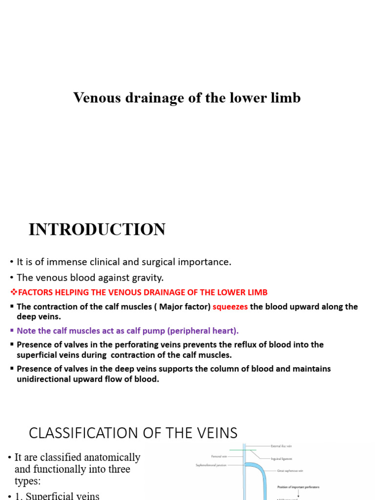 Venous Drainage of The Lower Limb | PDF | Vein | Human Leg