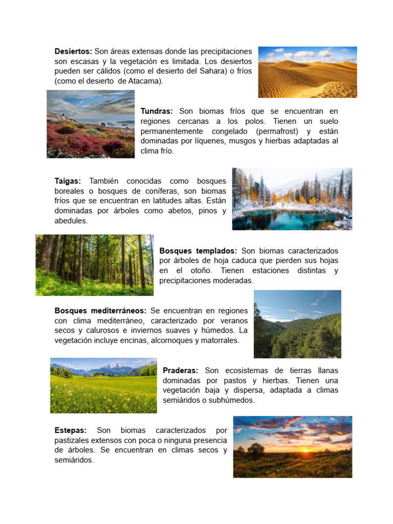 Hoja De Trabajo Sobre El Bioma Del Desierto Presentación Desierto