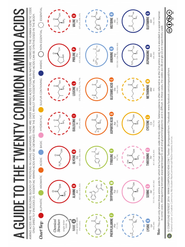 20 Common Amino Acids v3 | PDF