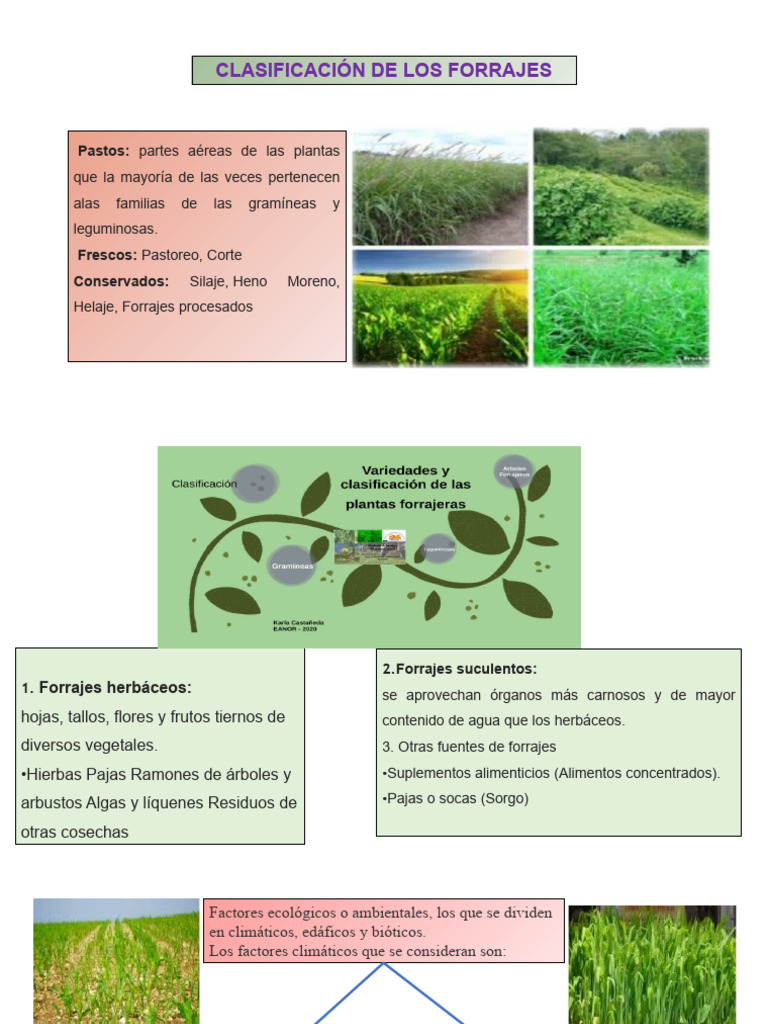 FORRAJES | PDF | Pasto | Suelo
