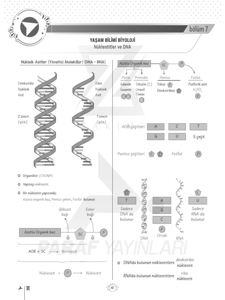 Nükleik Asitler DNA Biosem - Paraf | PDF