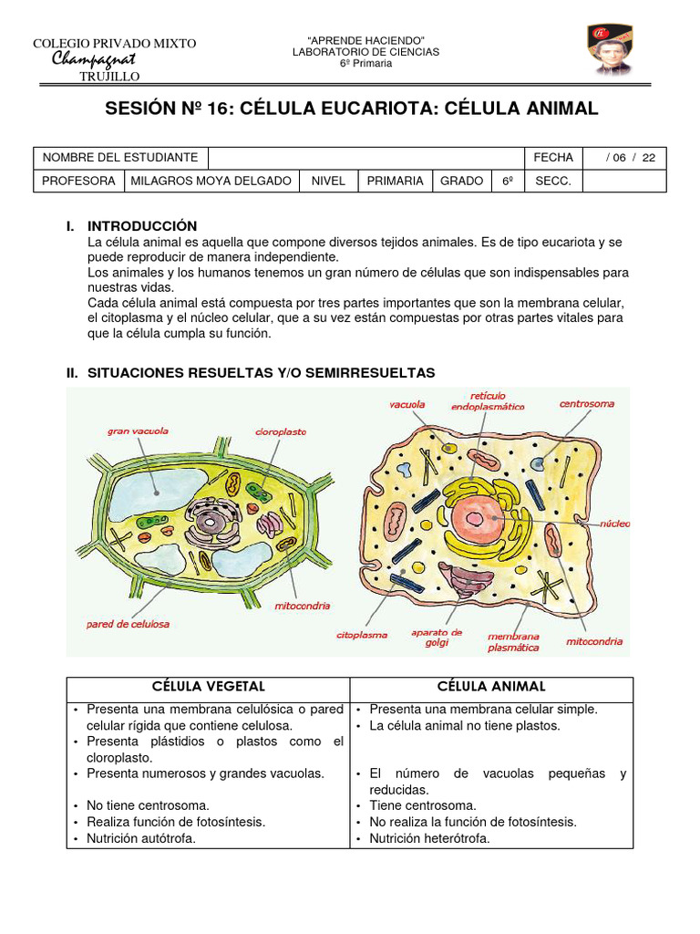 Sesión #16 Práctica de Célula Animal | PDF | Plantas | Biología Celular)