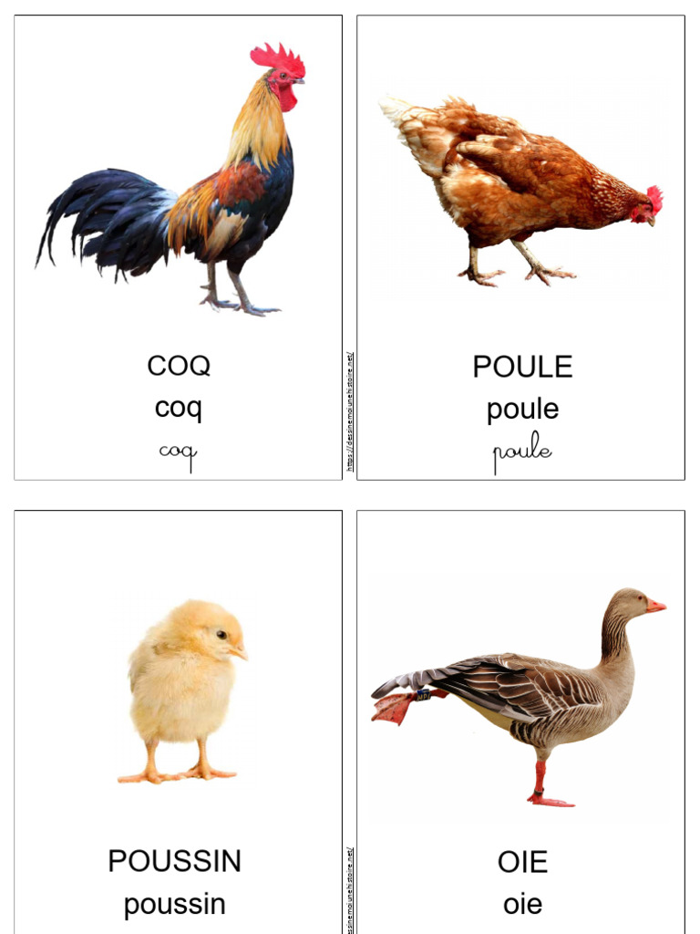 Imagier Referentiel Des Animaux de La Ferme Basse Cour | PDF | Art