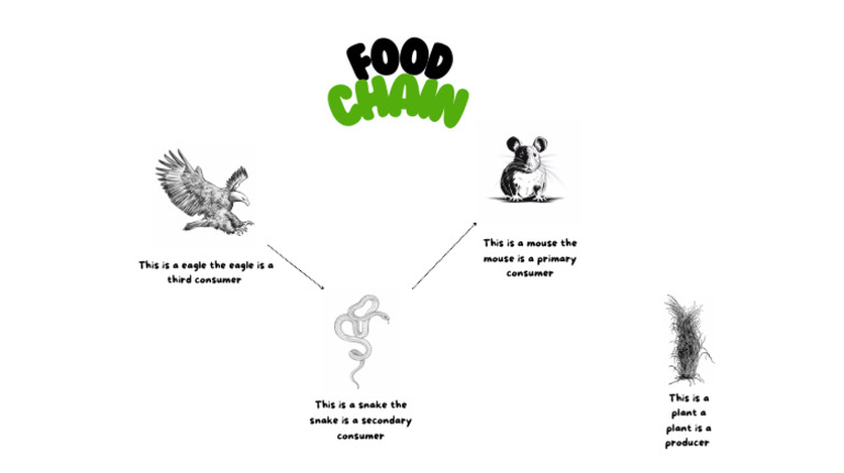 Food Chain | PDF