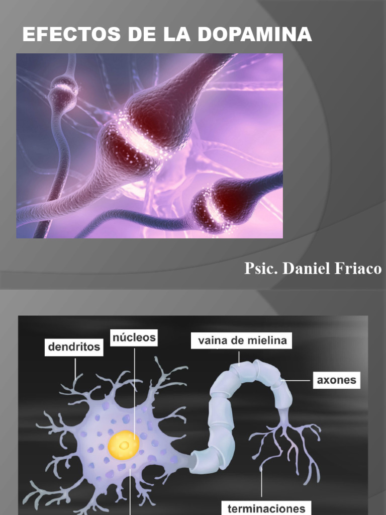 Efectos de La Dopamina | PDF | Dopamina | Cerebro