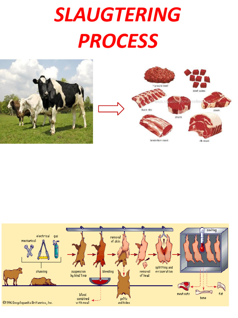 Slaughtering Process | PDF | Animal Slaughter | Animal Killing