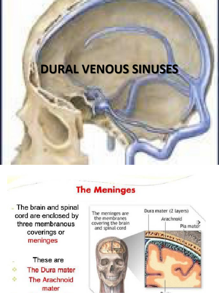 Dural Venous Sinuses | PDF