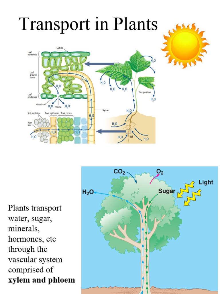 Transport in Plants | PDF | Home & Garden | Science & Mathematics