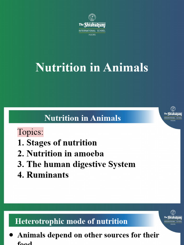 Nutrition in Animals | PDF | Digestion | Stomach