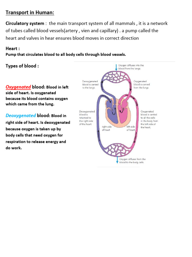 Transport in Human | PDF | Atrium (Heart) | Heart Valve