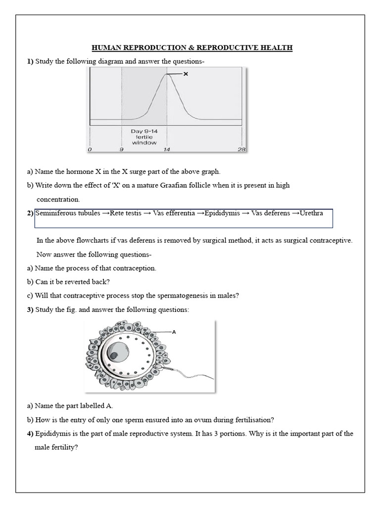 Human Reproduction - CBQ | PDF | Menstrual Cycle | Ovary