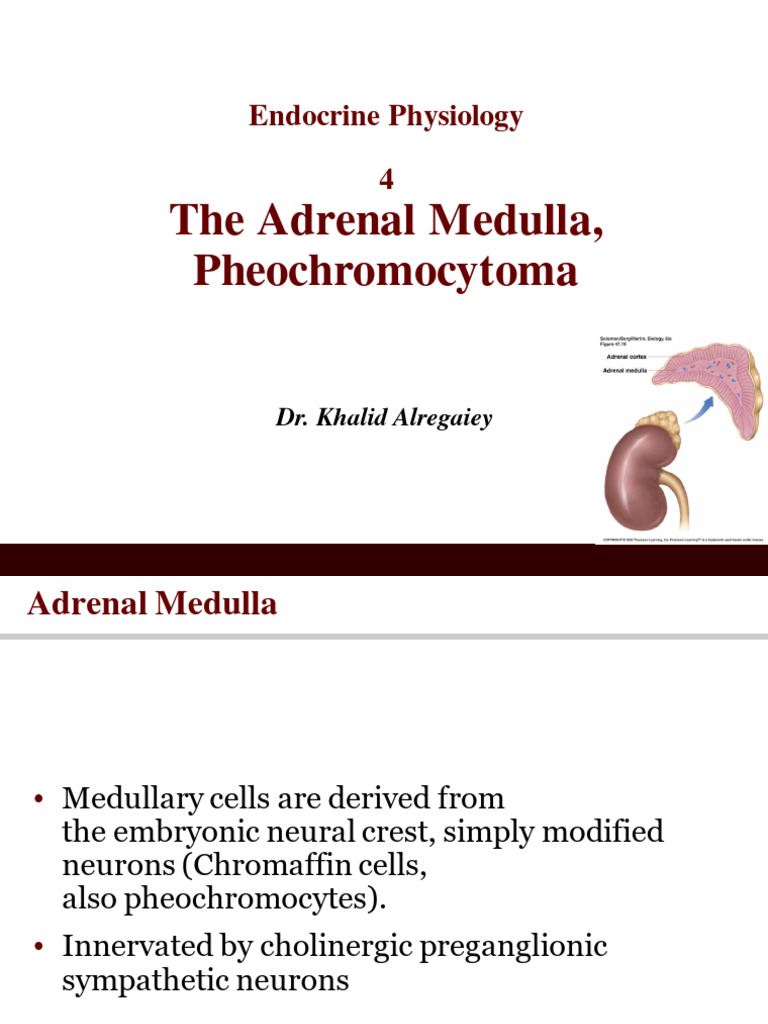 Adrenal Medulla | PDF | Adrenal Gland | Endocrine System
