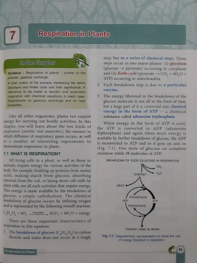 Icse Board Class Ix Respiration in Plants Chapter From Concise Biology ...