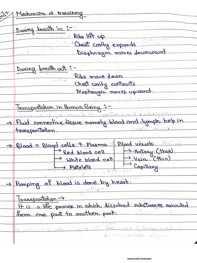 Life Process Notes | PDF