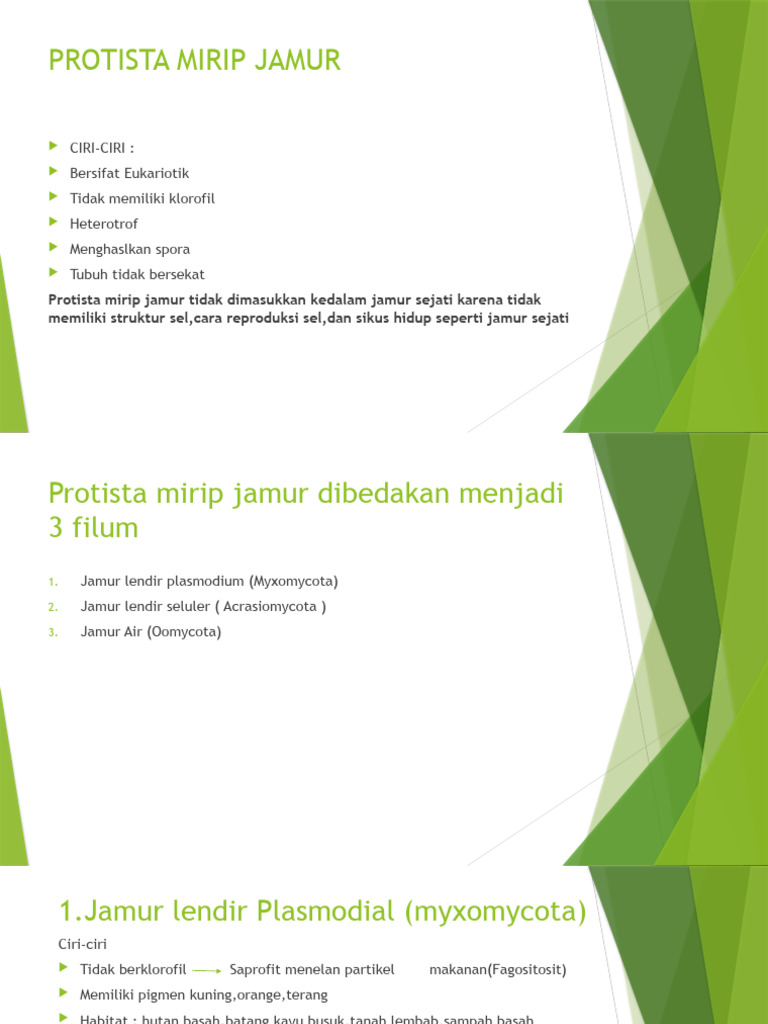 Protista Mirip Jamur | PDF | Griya & Taman | Kesehatan Holistik