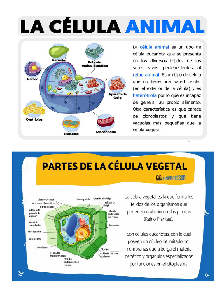Celula Animal y Vegetal | PDF
