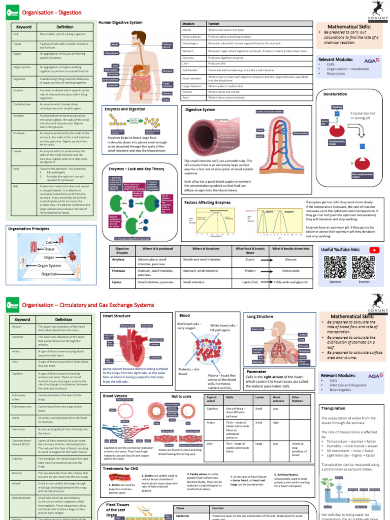 Digestive and Circulatory System Overview | PDF | Digestion | Heart