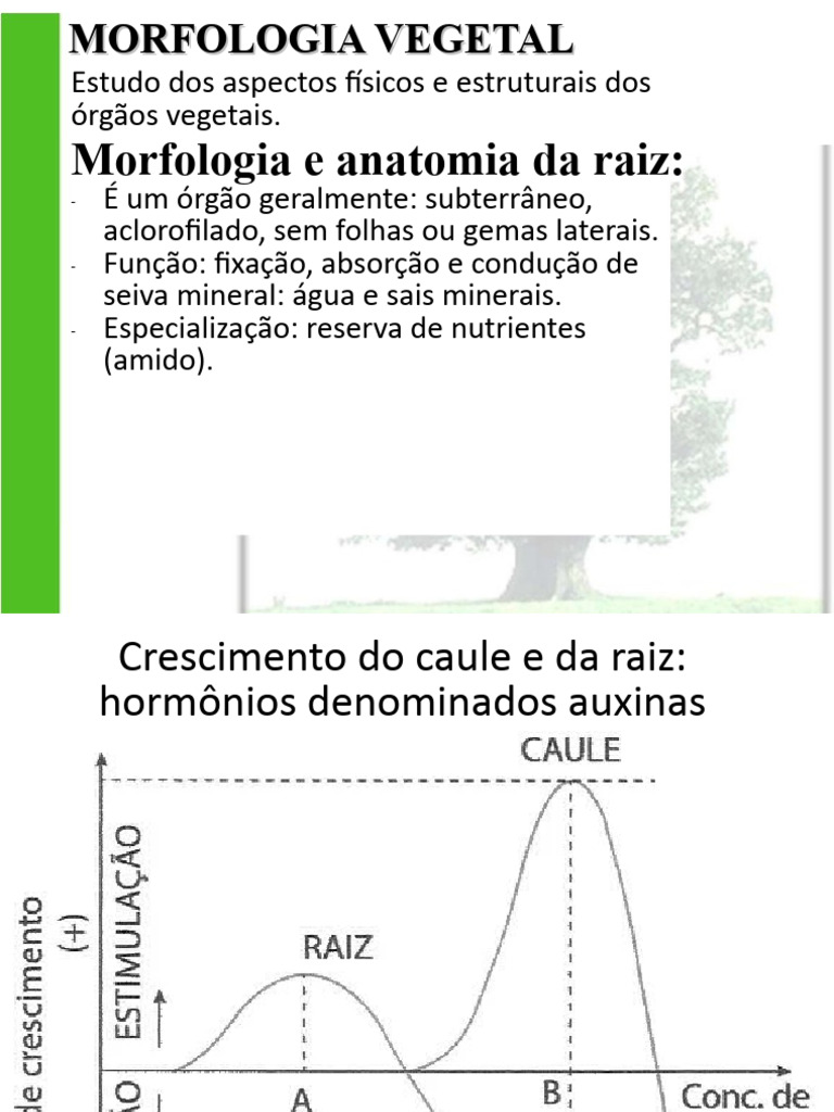 Morfologia e Estrutura das Raízes Vegetais | PDF