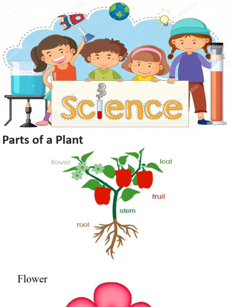 Parts of a Plant and Where Plants Grow | PDF