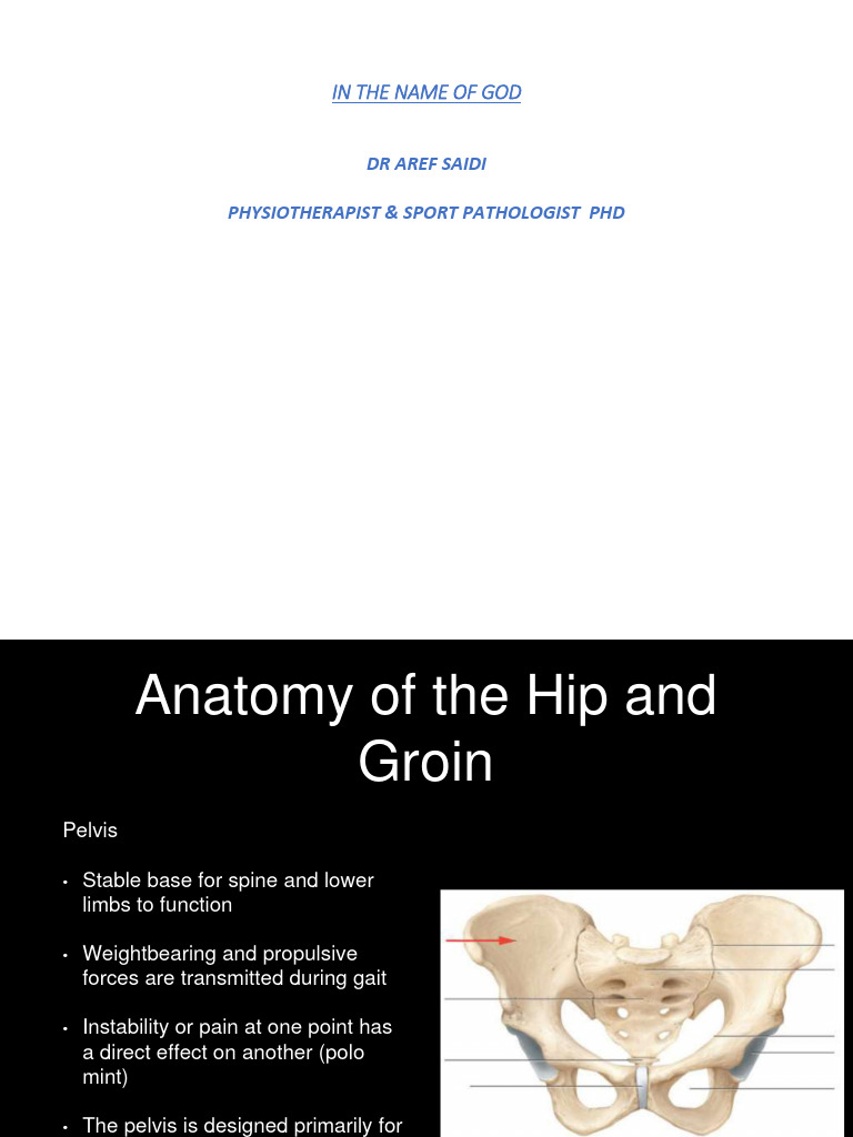 Hip & Groin | PDF | Hip | Anatomical Terms Of Motion